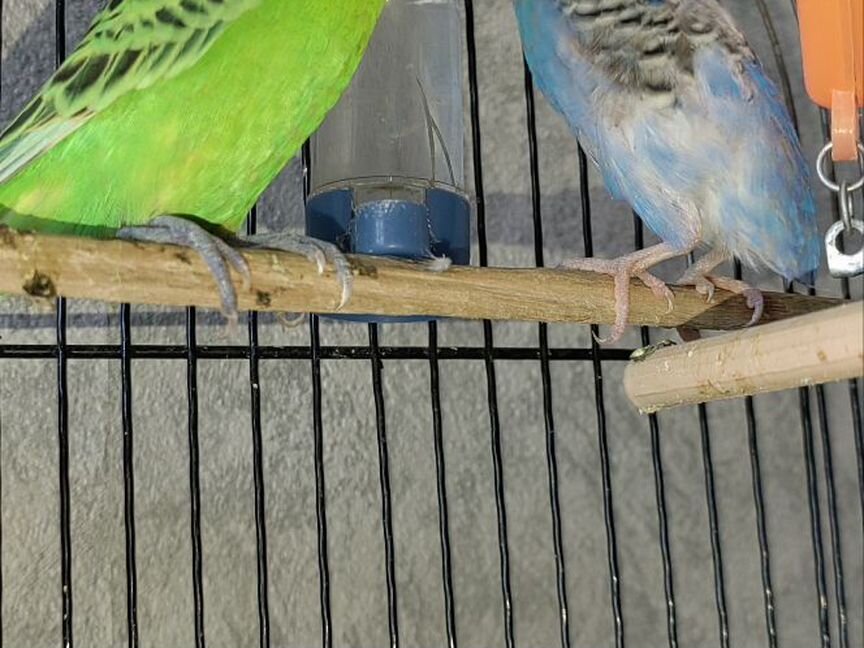 Волнистый попугай