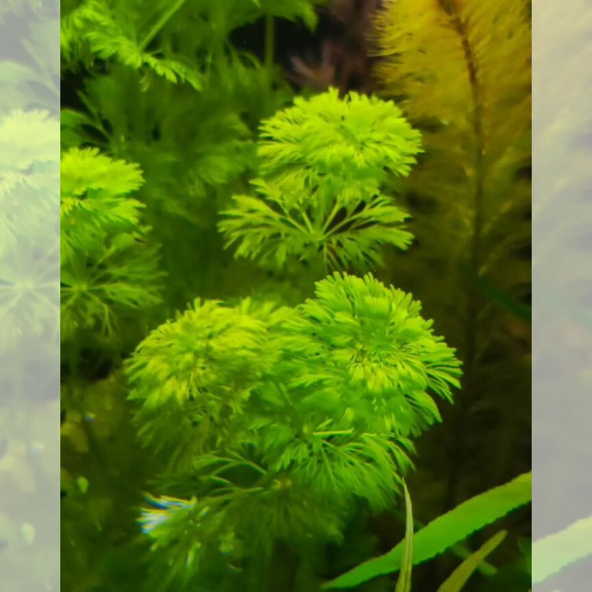 Лимнофила сидячецветковая для аквариума