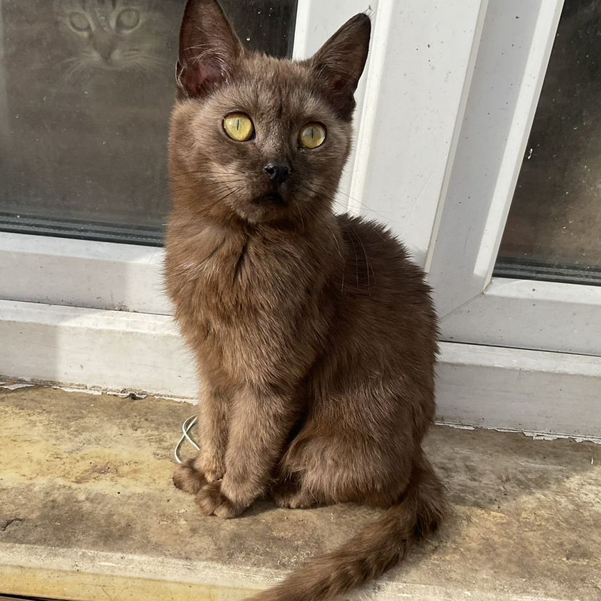 Бирманский котёнок