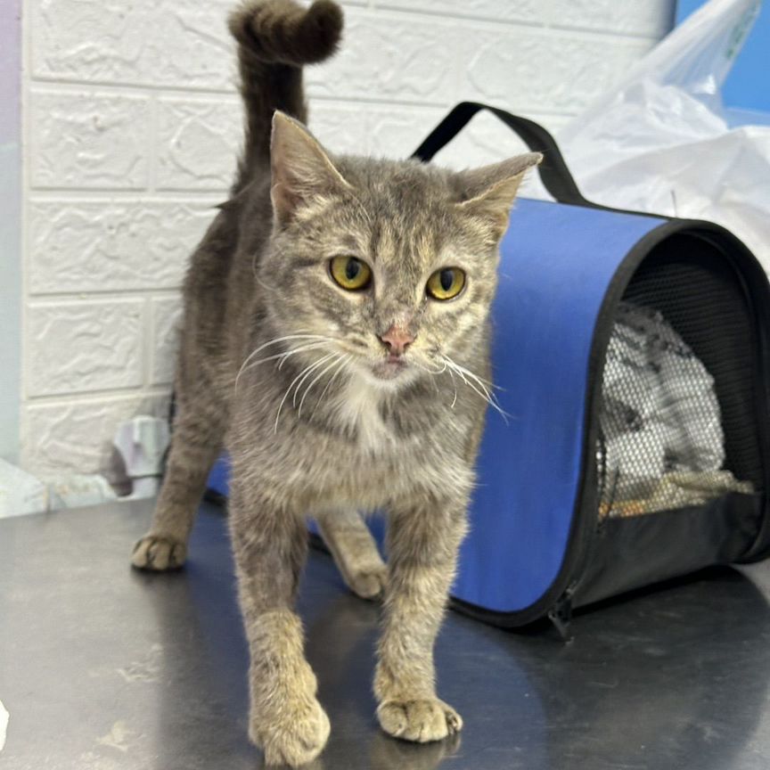 Взрослая, кошка в добрые руки