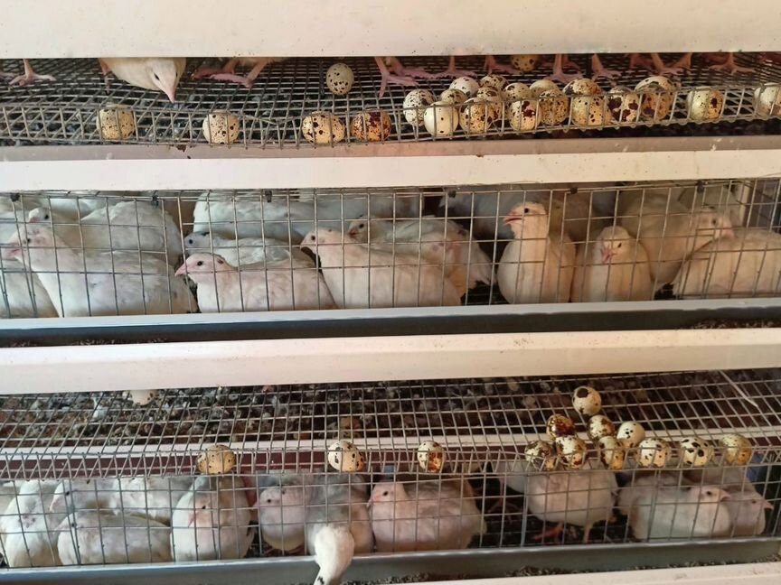 Перепел Техасский бройлерный