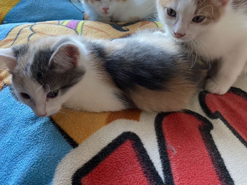 Котята в добрые руки