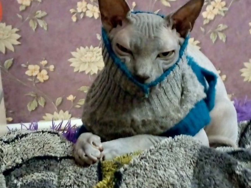 Сфинкс в добрые ручки