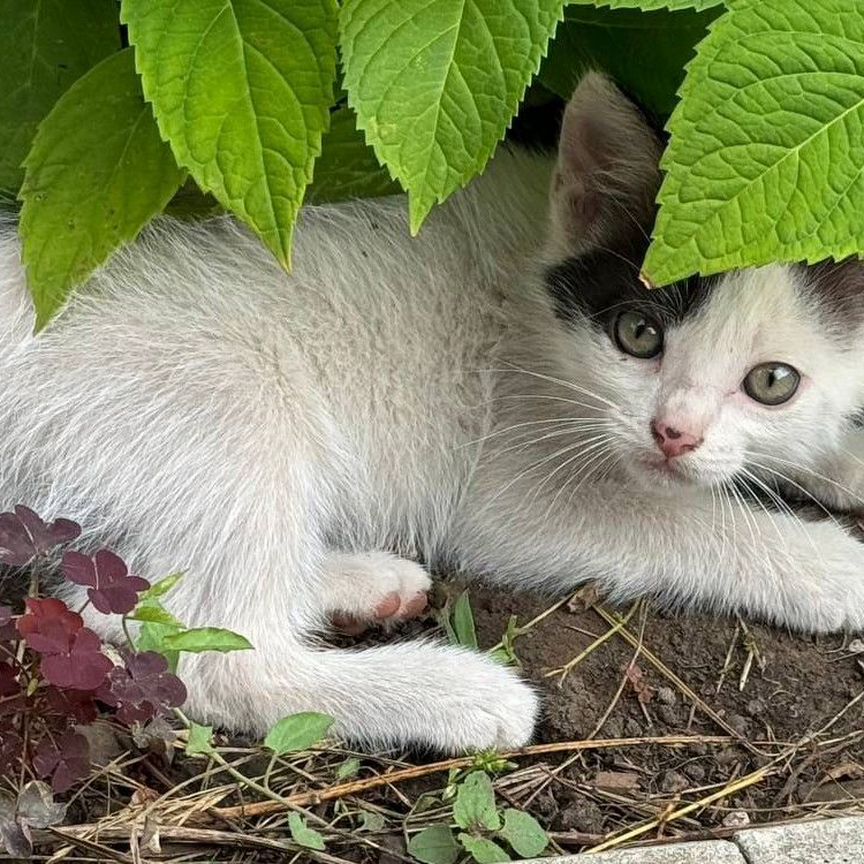 Брошенный котёнок-мальчик в СНТ