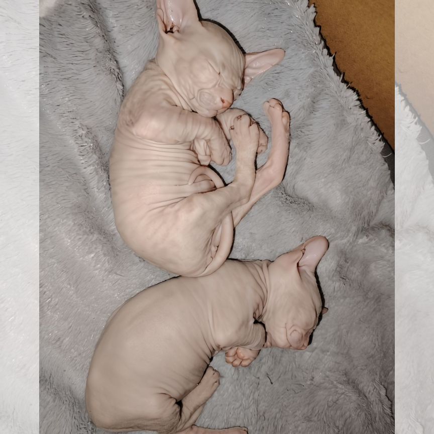 Канадский сфинкс котёнок