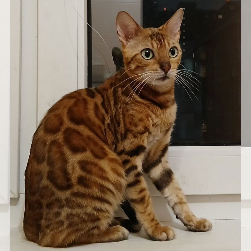 Бенгальская кошка, взрослая