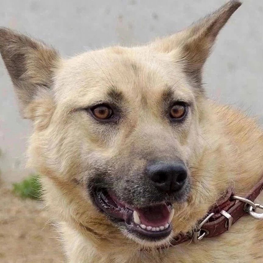 Собака с великолепным характером