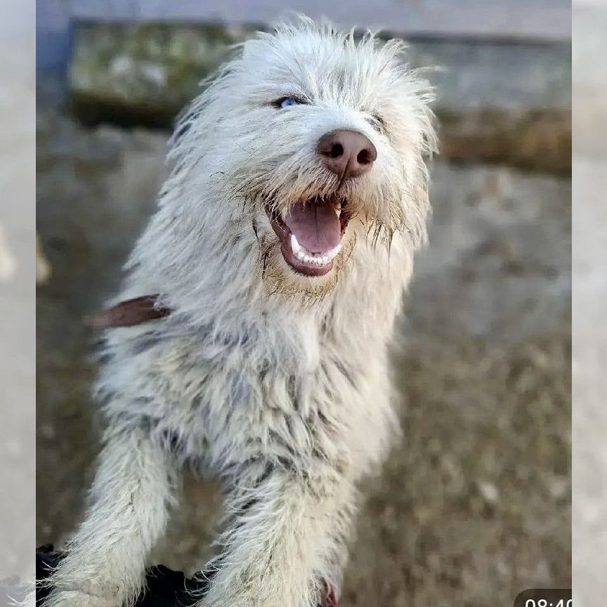 Вест-хайленд-уайт-терьер, взрослый пёс