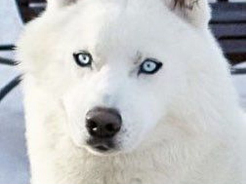 Собака Хаски