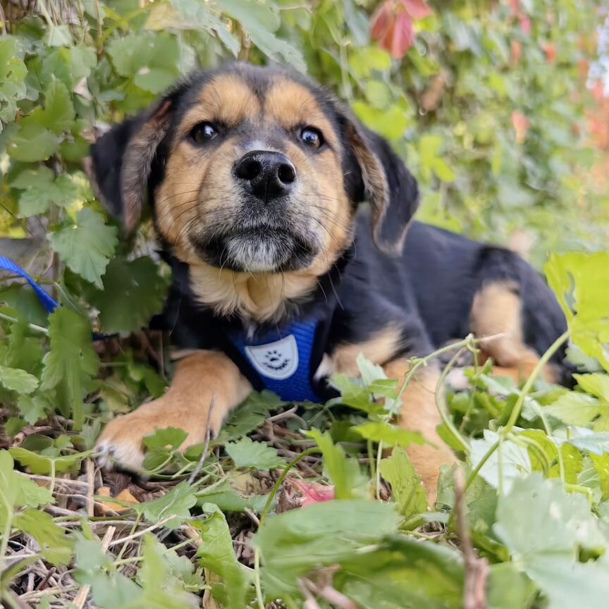 Коротколапик в добрые руки