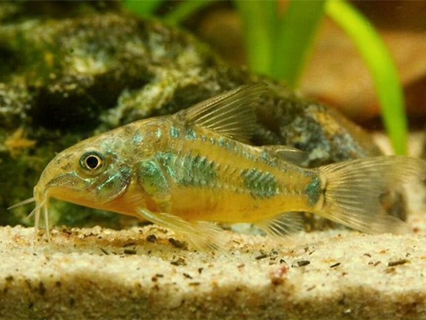 Грунт для аквариума