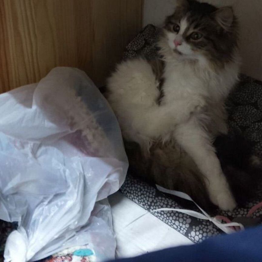 Сибирский котёнок