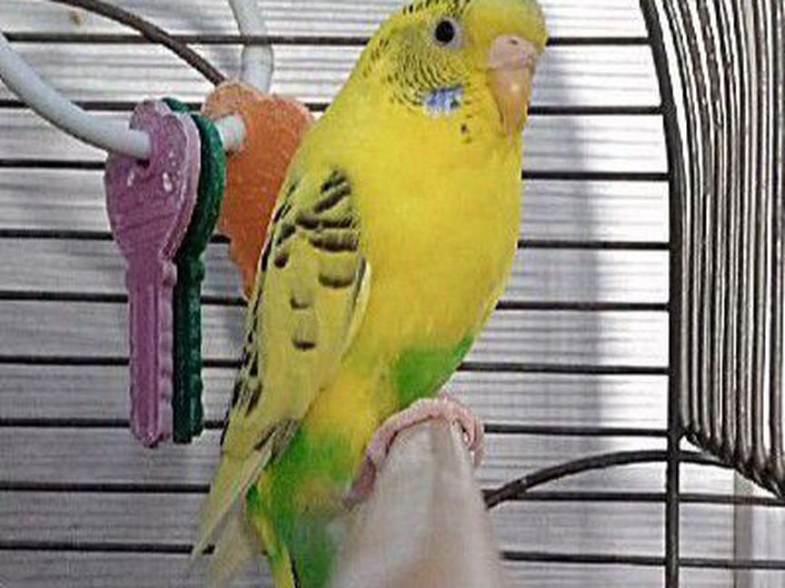 Волнистый попугай (девочка)