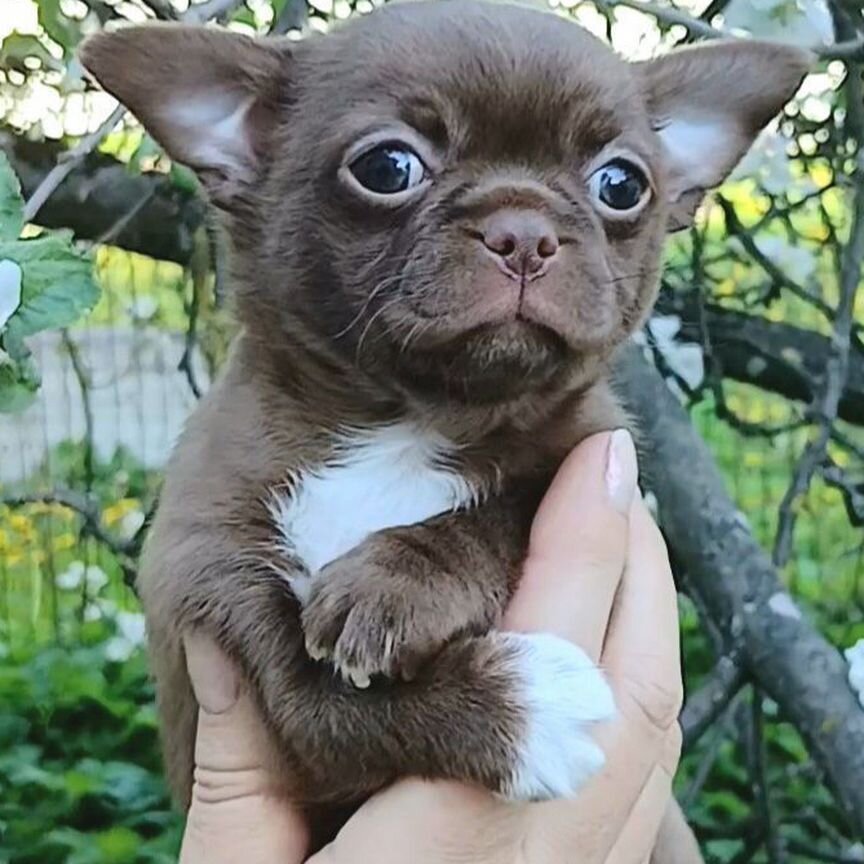 Чихуахуа, щенок