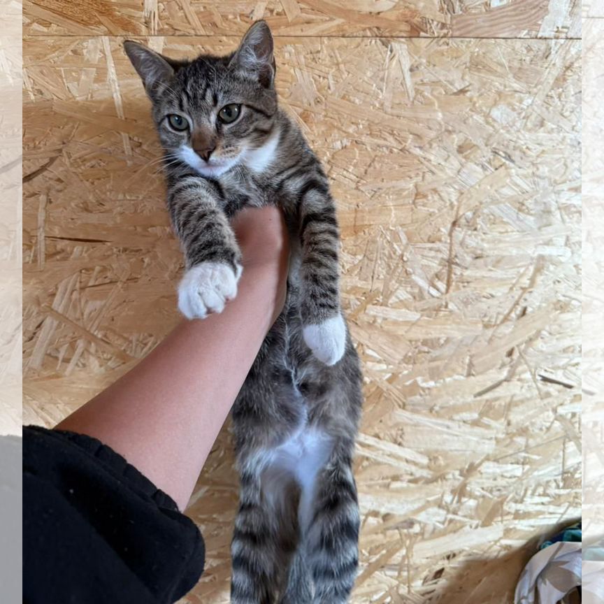 Отдам котенка