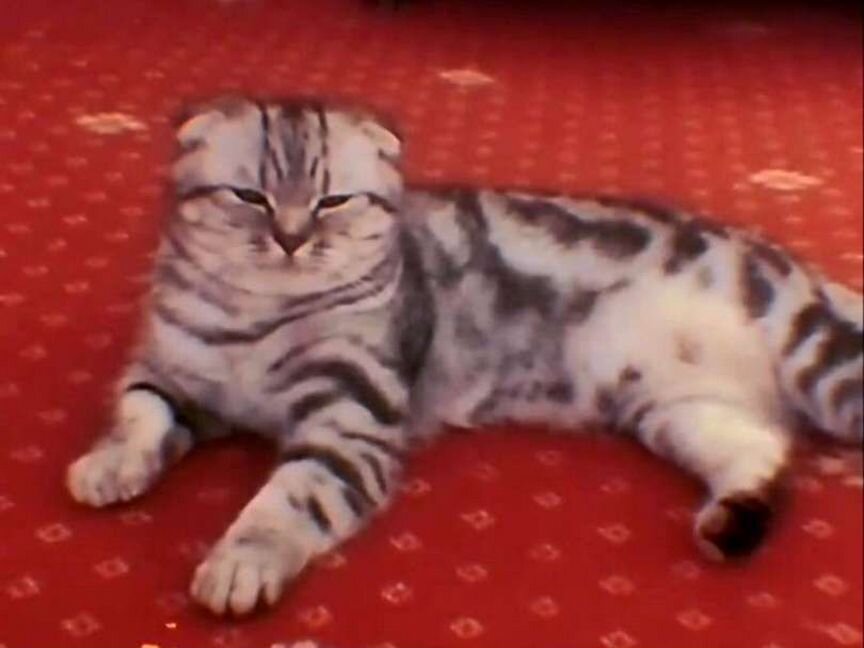 Шотландская вислоухая кошечка