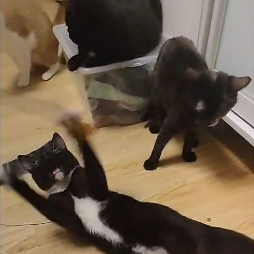 Спасенные котята ищут дом