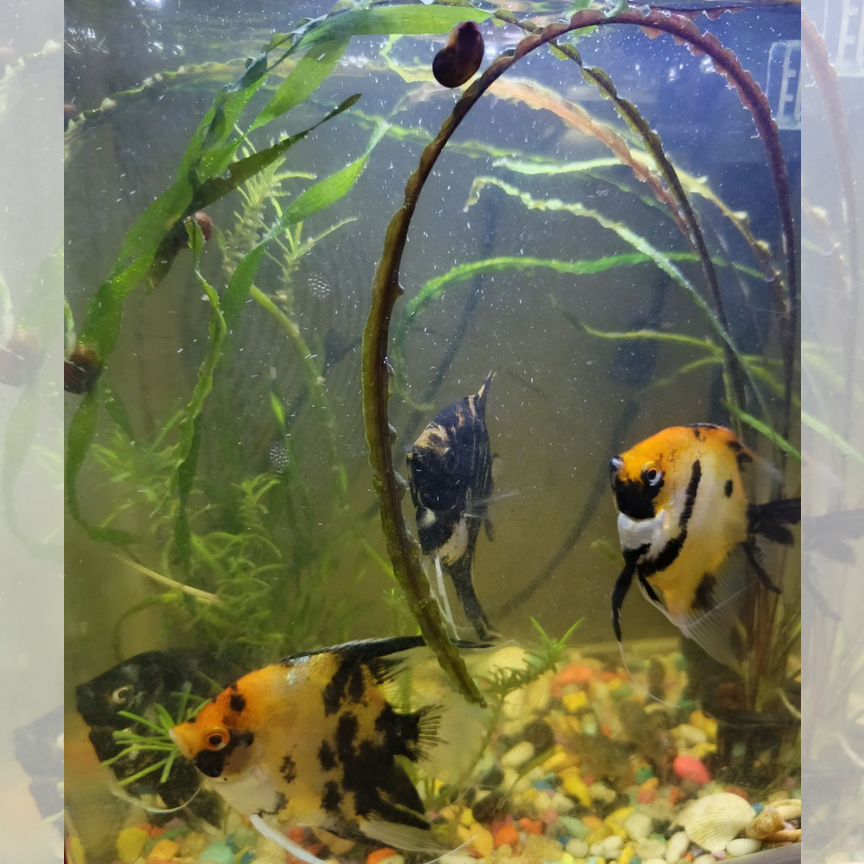 Аквариумные рыбки скалярии