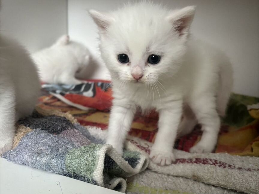 Шотладские Котята