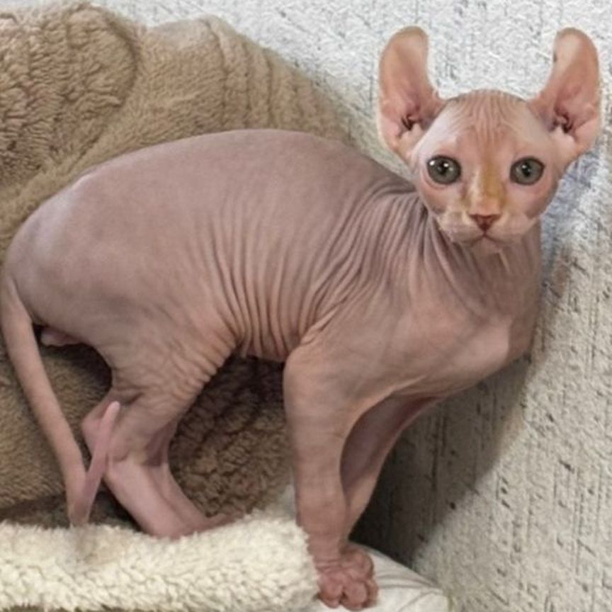 Канадский сфинкс котёнок
