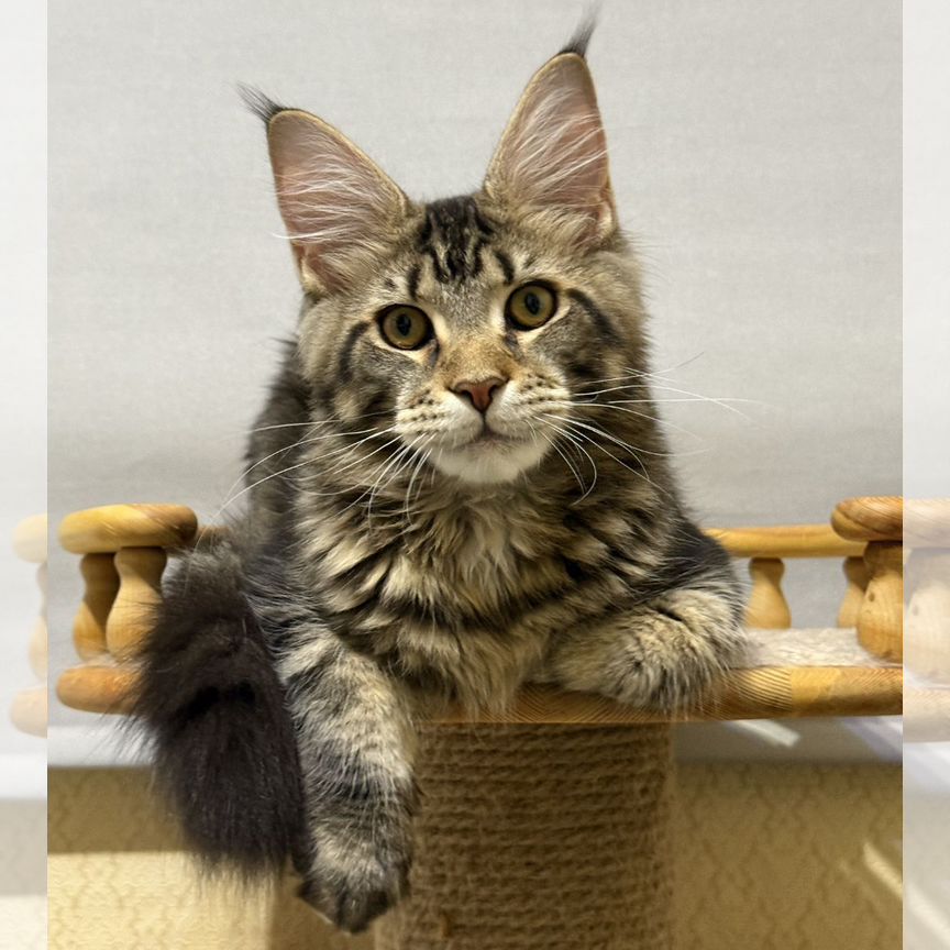 Мейн-кун котёнок