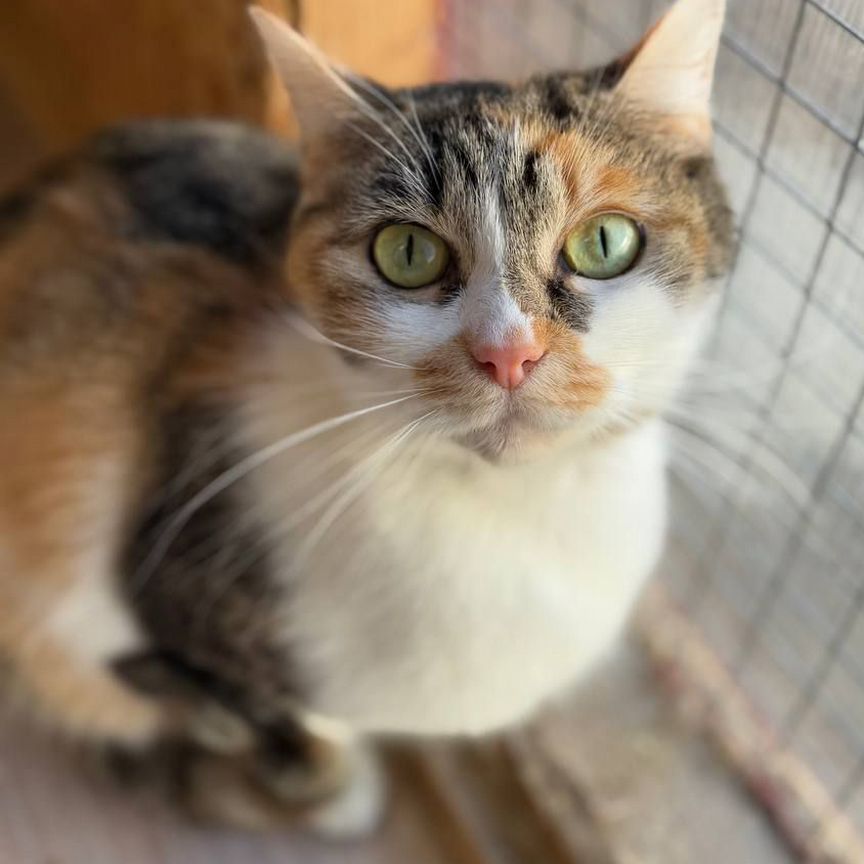 Сладкая трехцветка Пастила.Кошечка из приюта в дар