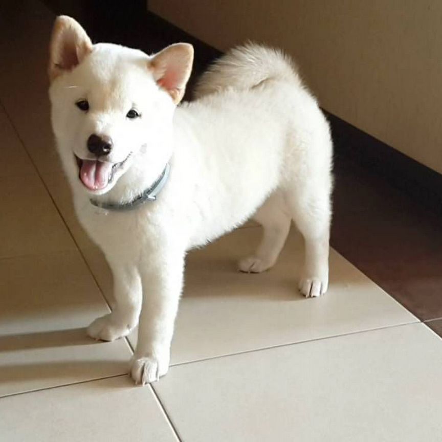 Сиба-ину, щенок