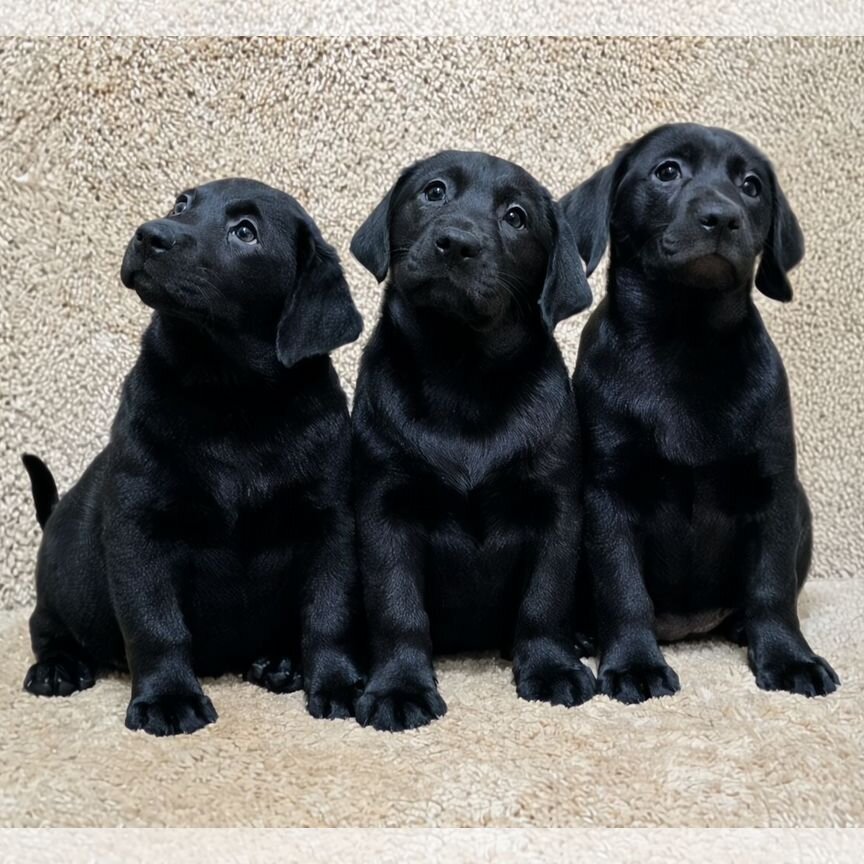 Лабрадор-ретривер, щенок