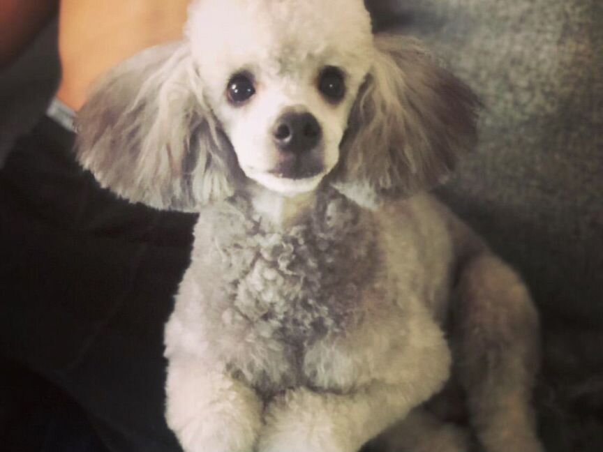 Тойпудель вязка