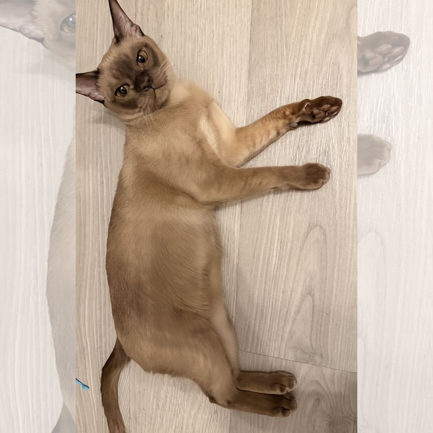 Европейский бурманский котёнок