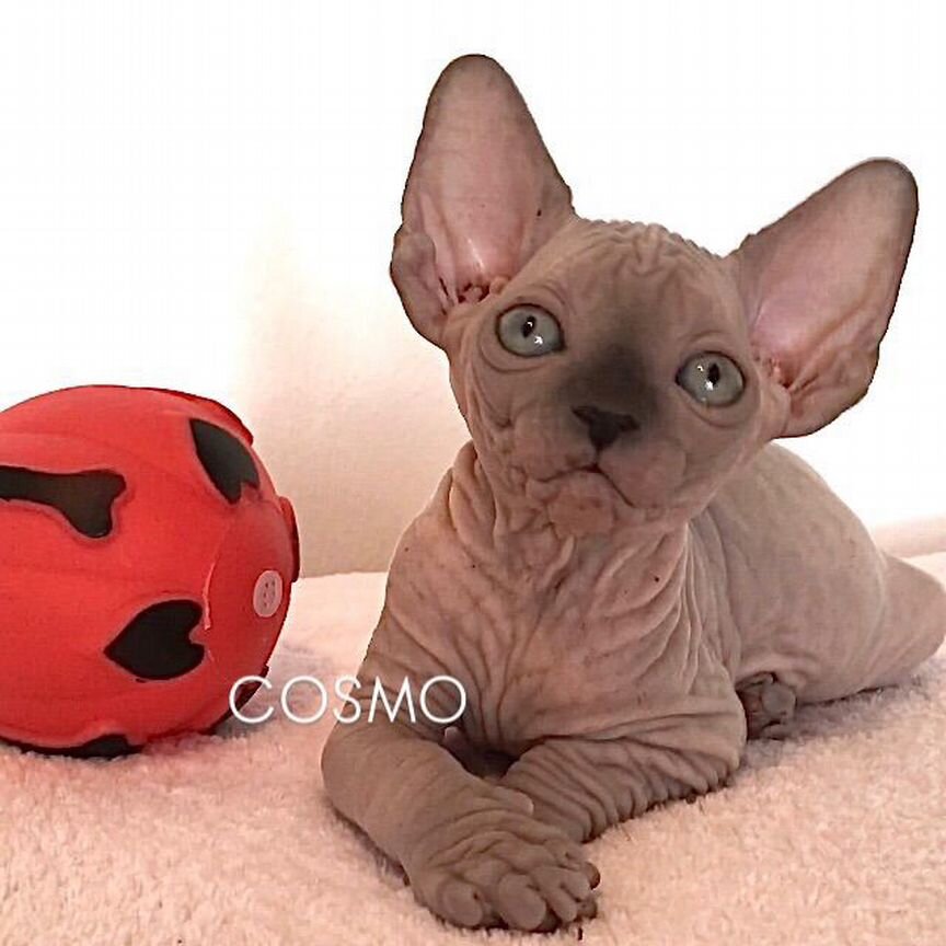 Канадский сфинкс