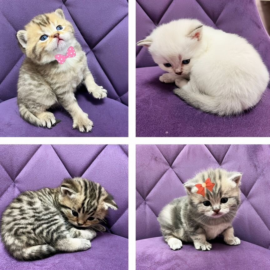 Шотландский прямоухий короткошёрстный котёнок
