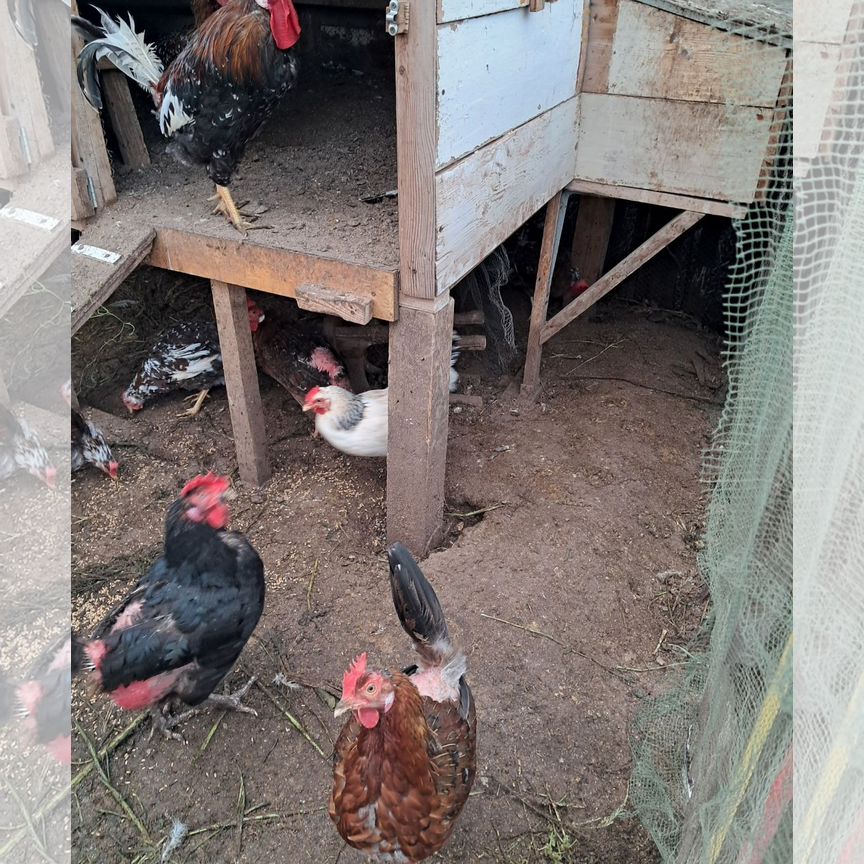 Куры несушки