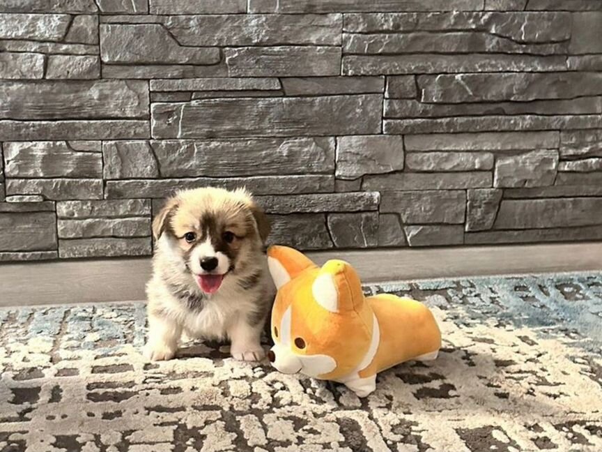 Щенки Вельш Корги Пемброк,мальчики и девочки