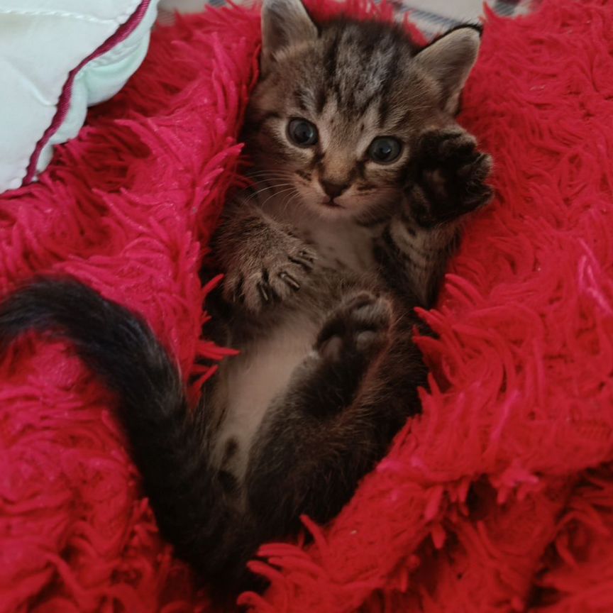 Отдам котят в добрые руки