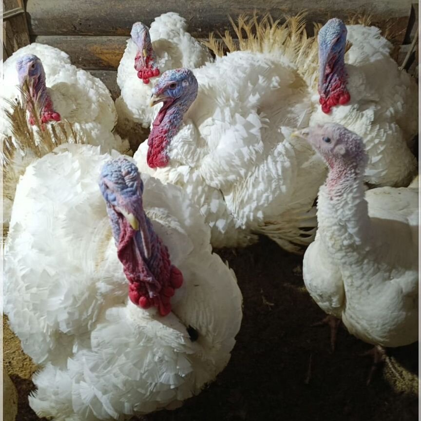 Индюки на мясо домашние