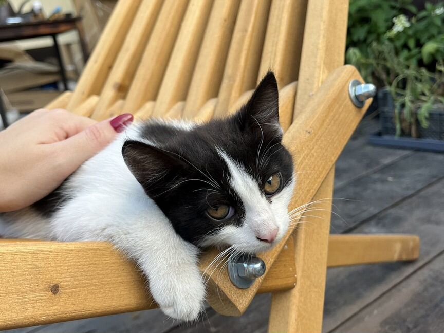 Котята от мышеловки