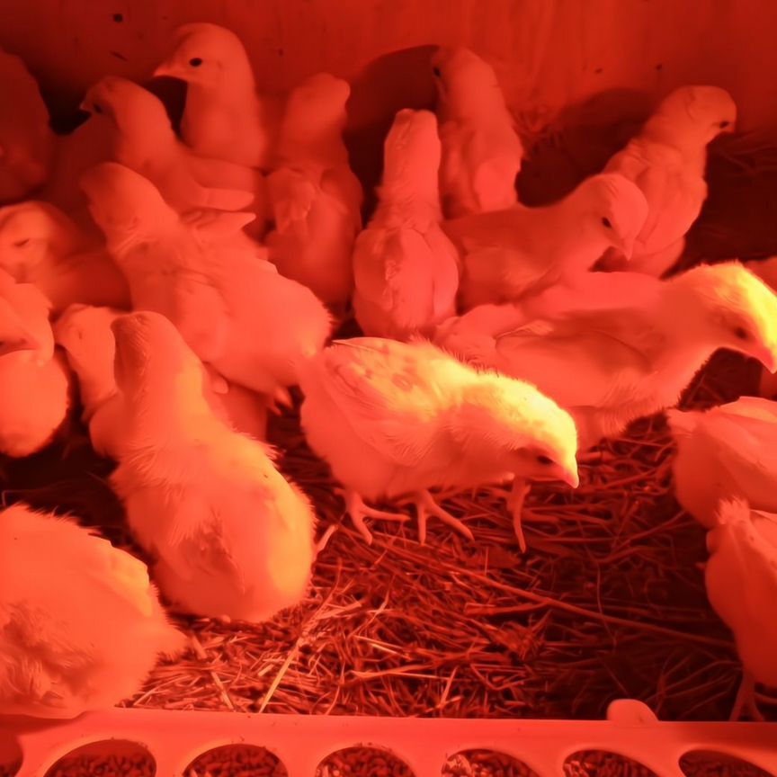 Цыплята петушки