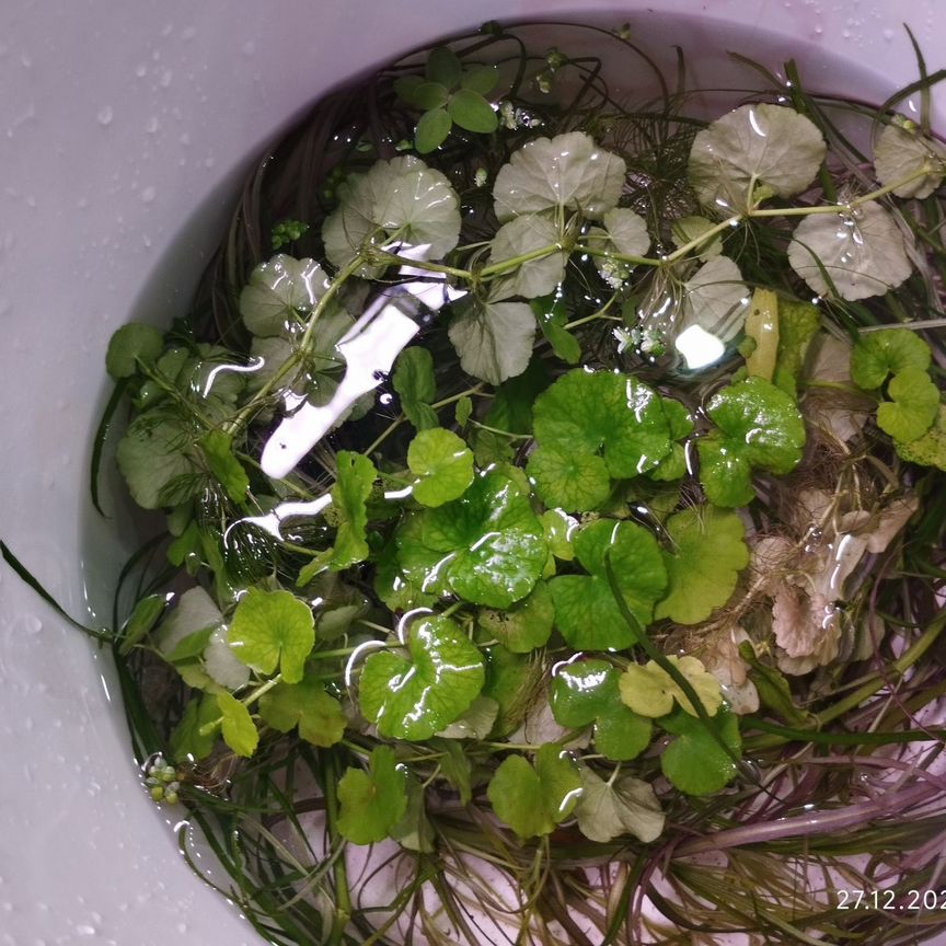 Аквариумные растения