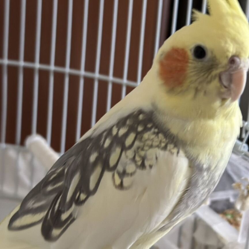 Попугай корелла с клеткой