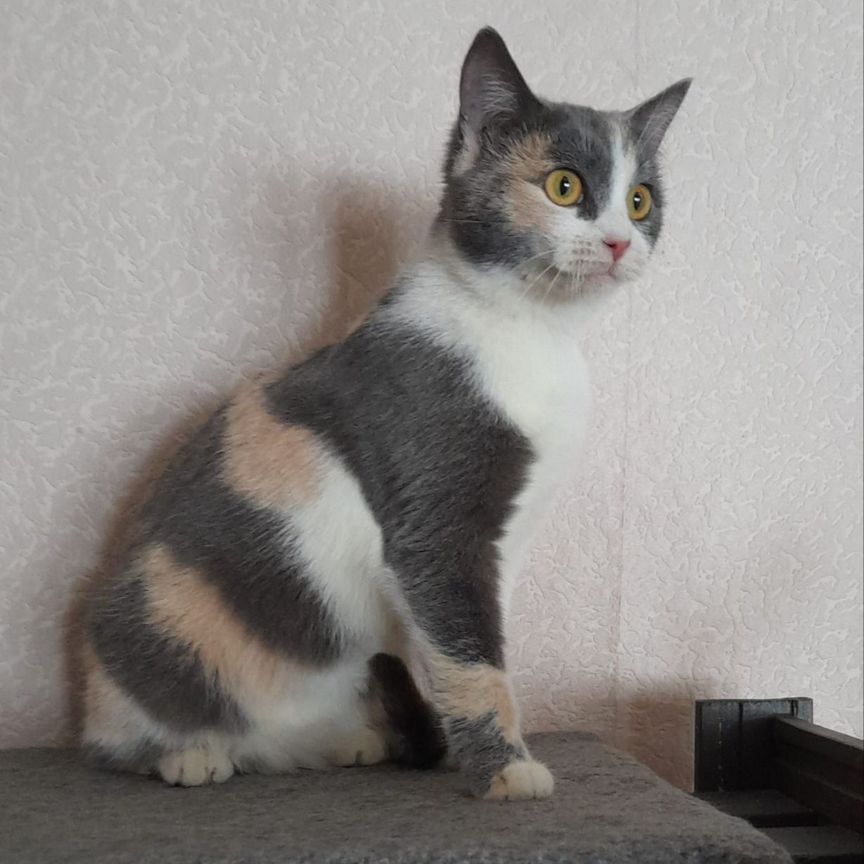 Кира ищет дом