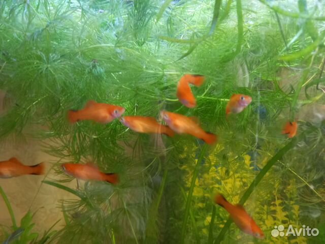 Роголистник