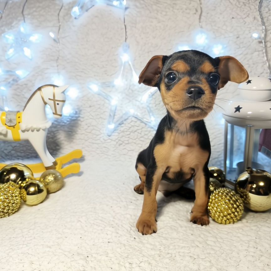 Русский той-терьер, щенок