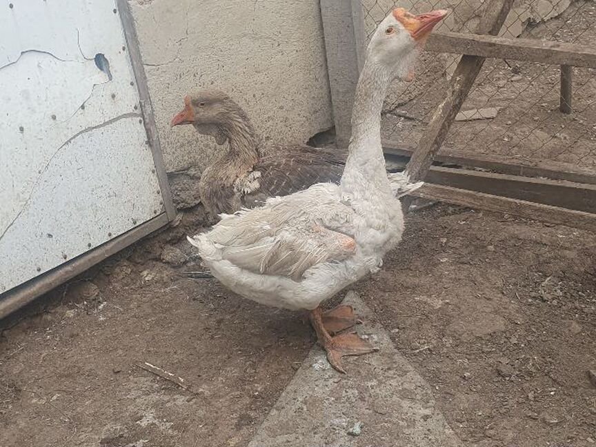 Гусаки Холмогорные