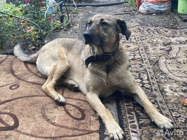 Шикарный пес