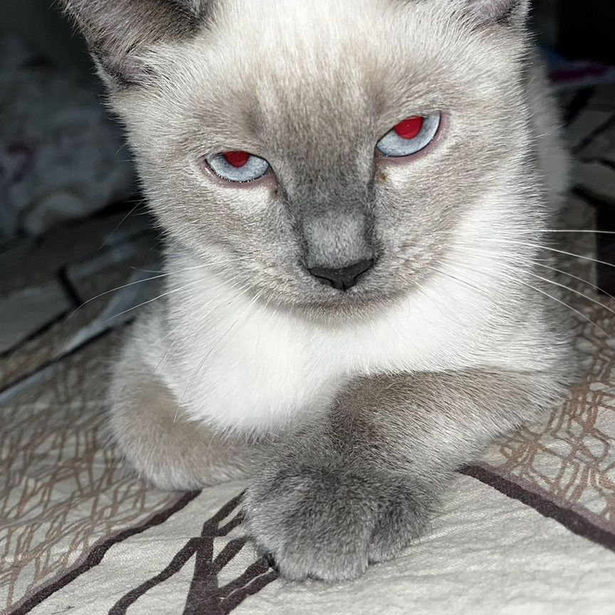 Тайские котята