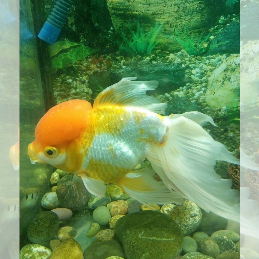 Золотая рыбка телескоп