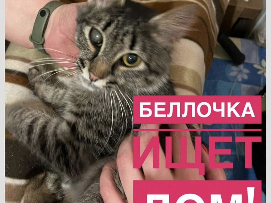 Котенок девочка серый
