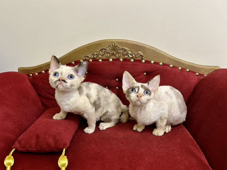 Девон-рекс Супер девочки