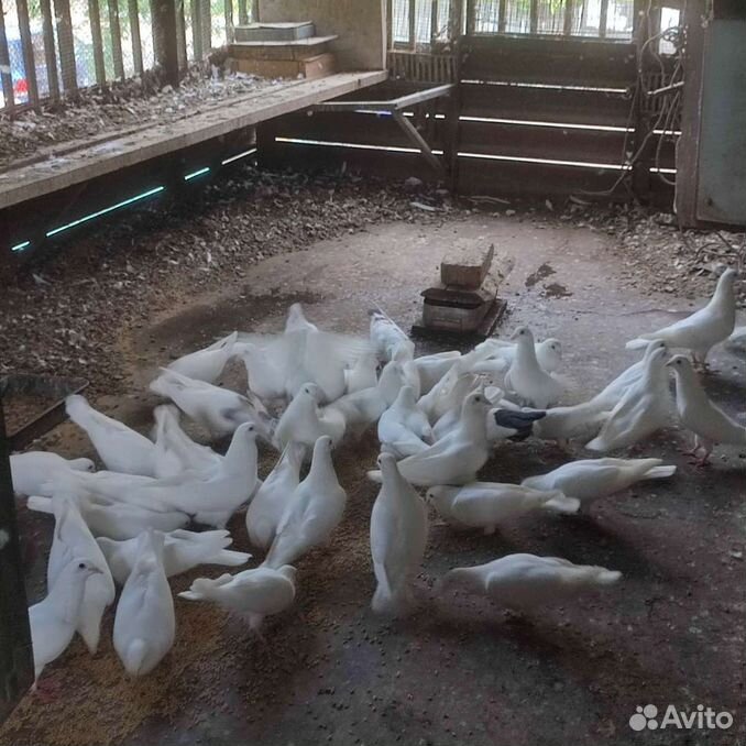 Почтовые белые голуби в добрые руки